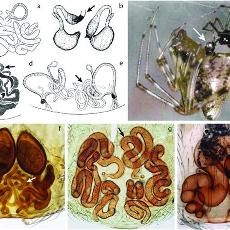 Spider Relations And Spider Genitalia A Schematic Tree Based On A