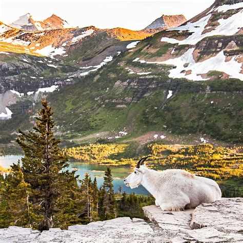 Where To See Wildlife In Glacier National Park Glacier National Park