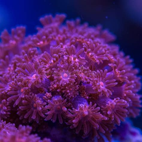 Close Up Of Pink Coral Polyps Underwater Each Polyp Has Elongated