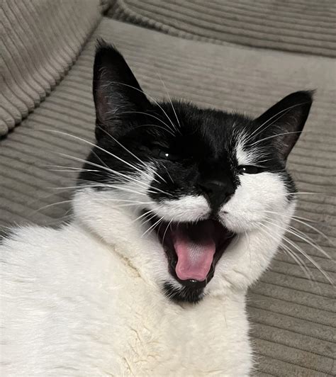 Oc Our Toothless Old Man R Aww