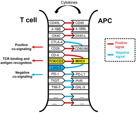 【靶点talk】lag 3,下一个风口?imp321 Lag 3 Csdn博客 【靶点talk】lag 3,下一个风口?imp321 Lag 3 Csdn博客