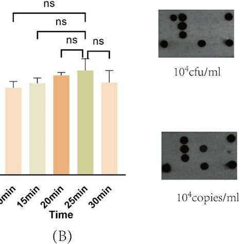 A The Optimal Temperature For Hybridization Was Analyzed The