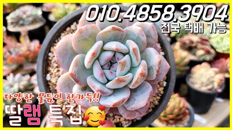 1119 분채배송 ️ 아기자기 외두부터 군생까지~어느 걸 좋아하실지 몰라 한가득 준비했어요 ️ ️다육이추천 다육이소개 다육식물 01048583904 Youtube