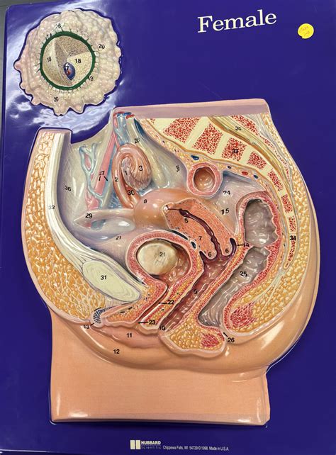 Female Diagram Quizlet