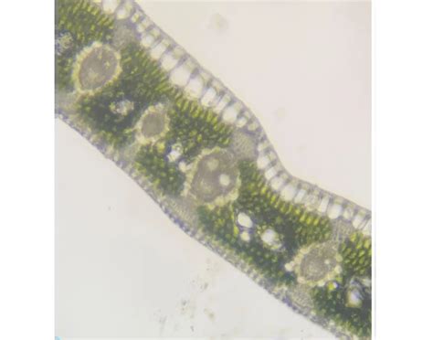 პაპირუსის ფოთლის განივი ჭრილი Quiz