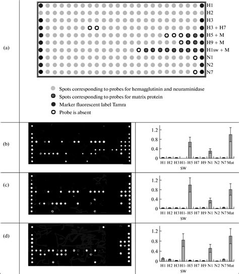 Microarray Probe Mapping And Results Of Hybridization A Microarray