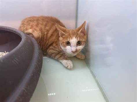 코리안숏헤어 우주 말티폼키우는방법 보더콜리키우는방법 프렌치불독키우는방법 빠삐용키우는방법 파피용키우는방법 사모예드키우는방법 스피츠키우는방법 시바견키우는방법 시베리안허스키키우는