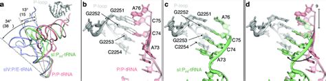 Small Subunit Rotation Induces P Site Trna Rotation A Comparison Of Download Scientific