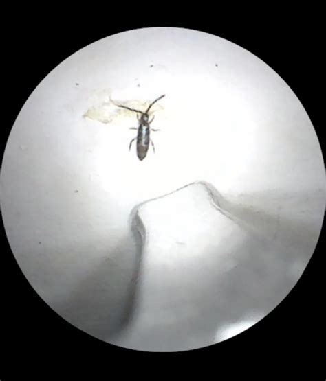 What Is This Tiny Bug R Whatisthisbug