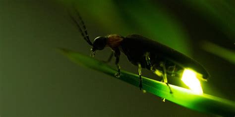 Why Do Fireflies Glow Firefly Insect Facts