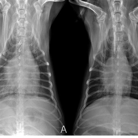 Thoracic Radiographs Of The Feline Patient An Interstitial Pattern Was