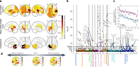 Second Most Explanatory Whole Brain Asymmetry Pattern A Brain Maps Download Scientific Diagram