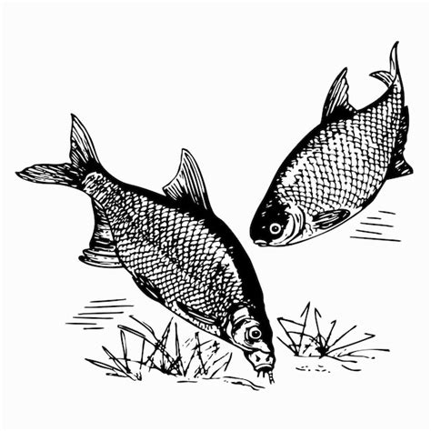 Common Bream Premium Vector