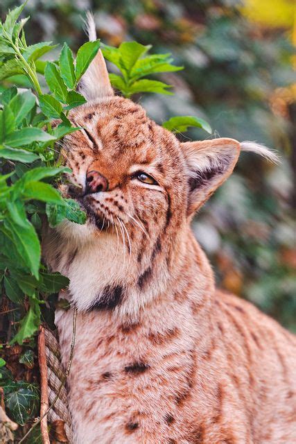 Lovely Marking Lynx