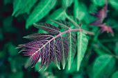 フリー写真画像 夏、紫色の花、葉、自然、ハーブ、植物、花、庭、影