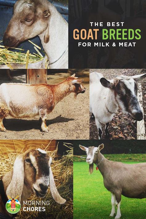 18 Best Goat Breeds For Milk And Meat Production