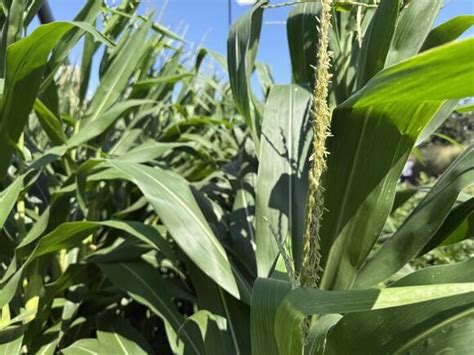 More Migrant Workers Replace Iowa Teenagers In Corn Detasseling Jobs