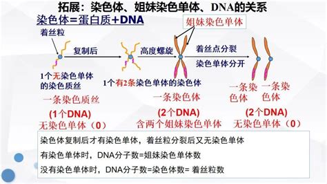 【课件分享】人教版新教材：6 1 1细胞增殖、细胞周期和有丝分裂 知乎