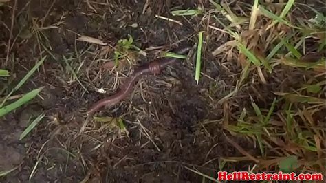 Weird Objects Fuck Search Xvideos Com