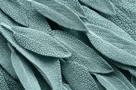 녹색 세이지 세이지 잎 추상적 인 배경 신선한 톤 잎 타이드워터 그린 선택적 초점 매크로 맨 위 보기입니다 디자인의 배경 0명에 대한 스톡 사진 및 기타 이미지 Istock