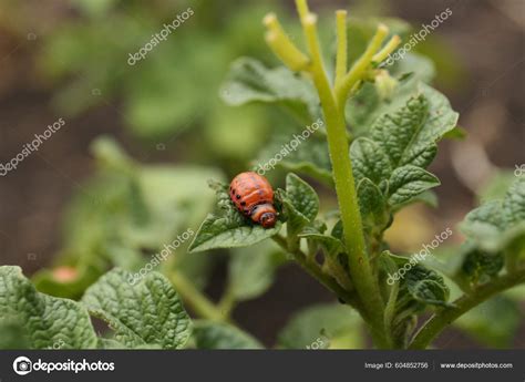 Potato Bug Larva
