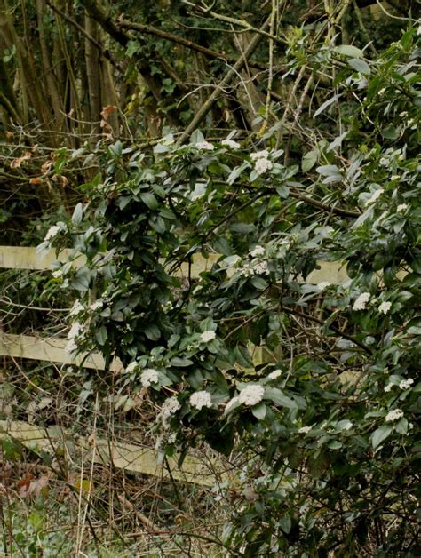 Laurustinus Naturespot