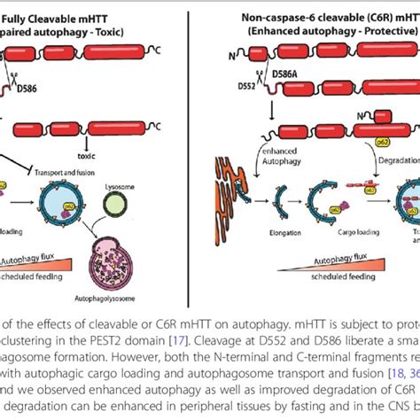 Imatinib And Dasatinib Inhibit Lck During T Cell Activation Human