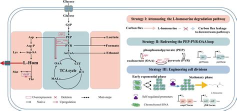 饶志明教授团队在bioresource Technology发表通过编程代谢路径结合调节细胞分裂实现大肠杆菌中l 高丝氨酸高效生产的研究成果 生物工程学院 江南大学生物工程学院