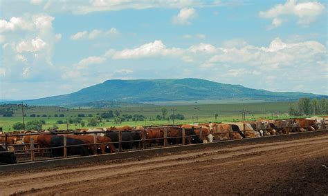 Мал бордох цогцолбор Мөрөн Агро ХХК