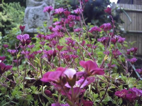 Pink Flowers By Lilyrose08 On Deviantart