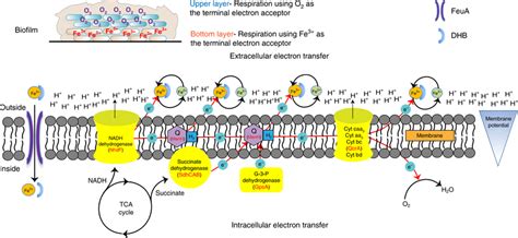 A Working Model For Extracellular And Intracellular Electron Transfer
