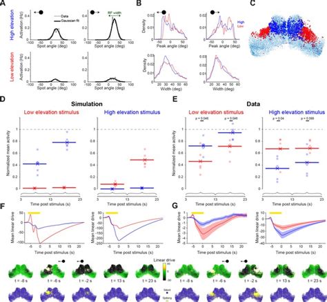 Recurrent Network Interactions Explain Tectal Response Variability And Experience Dependent