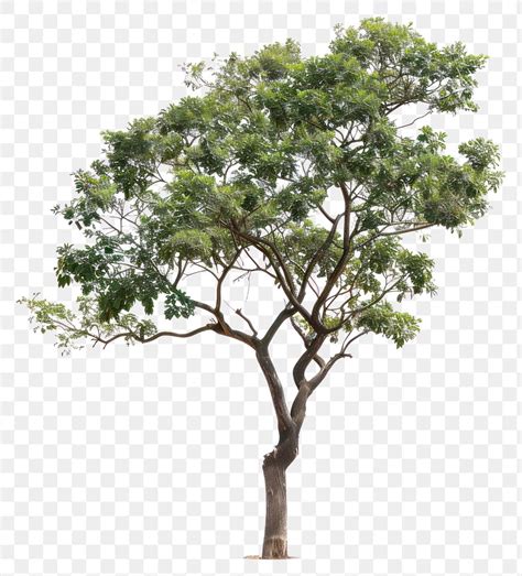 PNG Isolate Trees Tree Plant Premium PNG Rawpixel