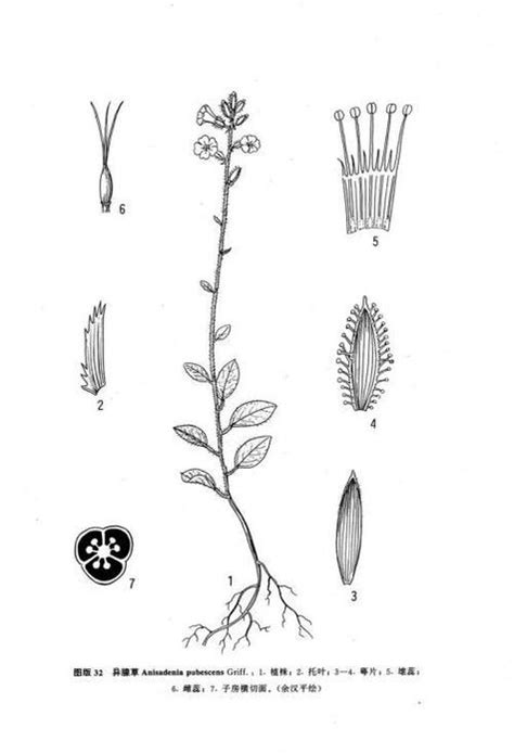 植物的根茎示意图简笔画（流行10张） 简笔画图片大全
