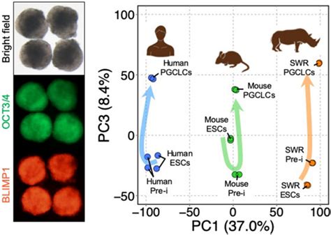 Germ Cell Precursors Pave The Way To Help Sav Eurekalert