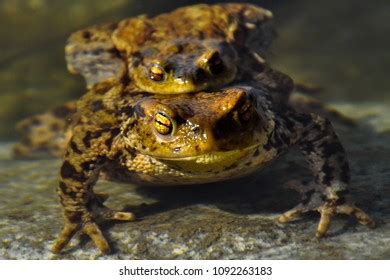 Wild Toads Mating Water European Toad Stock Photo Shutterstock
