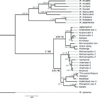 Bayesian Inference Tree A Bayesian Inference Tree Was Reconstructed Download Scientific