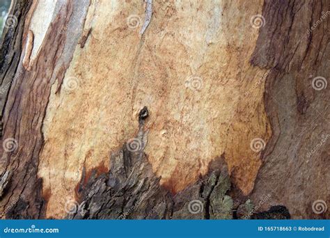 Bark Of The Trunk Of A Eucalyptus Tree Stock Image Image Of Nature