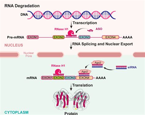 figure 1 from antisense drugs make sense for neurological diseases semantic scholar