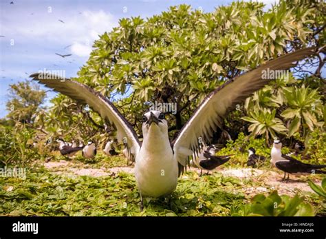 Seychelles Bird Island Sooty Tern Brooding Its Egg On The Ground Among