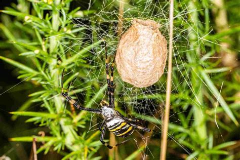 The Life Cycle Of Spiders Dewey Pest Control And Termite Control Service