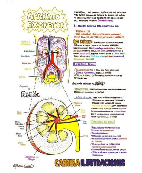 Regulación Renal De Eritropoyesis