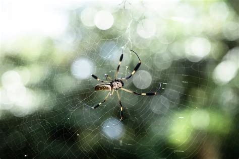 Spider Pest Control In London Trusted Spider Exterminators