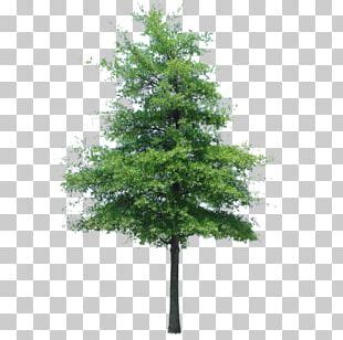 Landscape Architecture Tree PNG Clipart Architect Architectural Designer Architecture Art