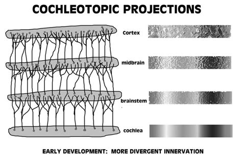 Simple Conceptualisation Of Central Auditory Projections During Early Download Scientific