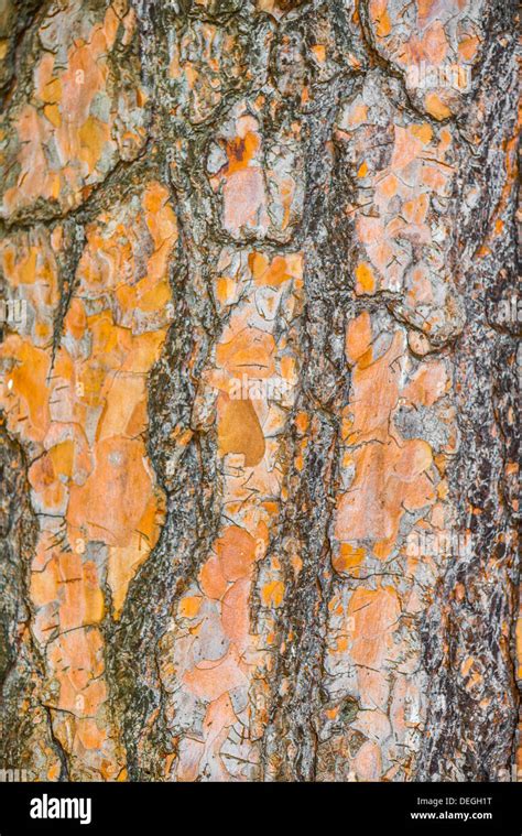 Tree Bark Texture Background Stock Photo Alamy