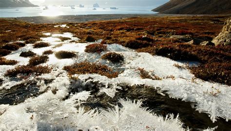 Difference Between Taiga Tundra Sciencing