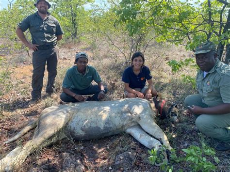 Hagnésio Chiponde Mozambique Wildlife Alliance Hugo Pereira