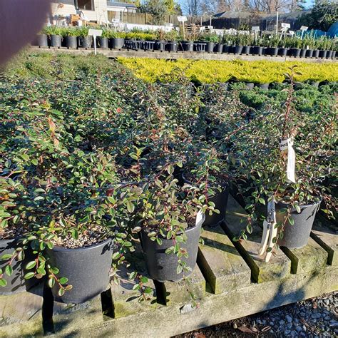 Cotoneaster Dammeri Payless Plants