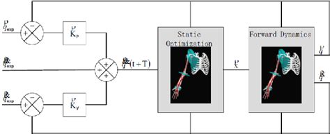 Figure 3 From Opensim Based Dynamics Simulation Of Upper Limb